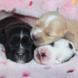 Havanese Puppies For Sale VA - Seeking Shalom Acres