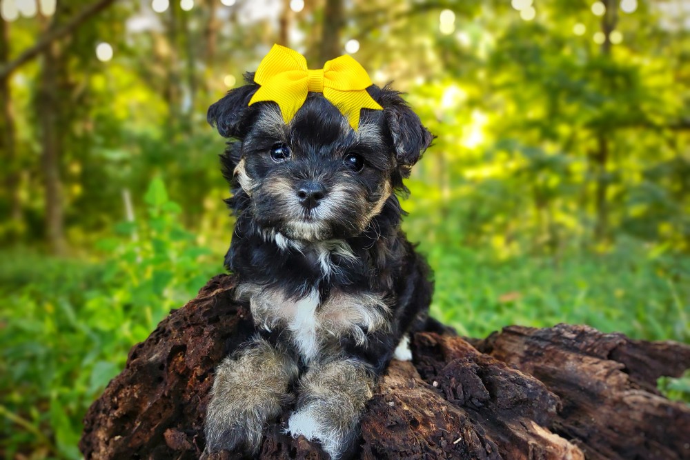 Sol - Korean Maltipoo - Seeking Shalom Acres